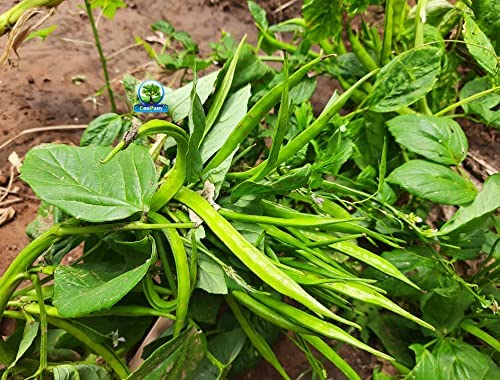 Chillatai® Kothavarangai/Seeniyavarakai Seeds (200) : Amazon.in: Garden ...