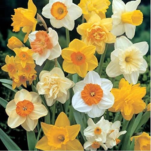 Daffodils - Naturalising Mix Daffodil Bulbs, 10/12cm for Planting Now ...