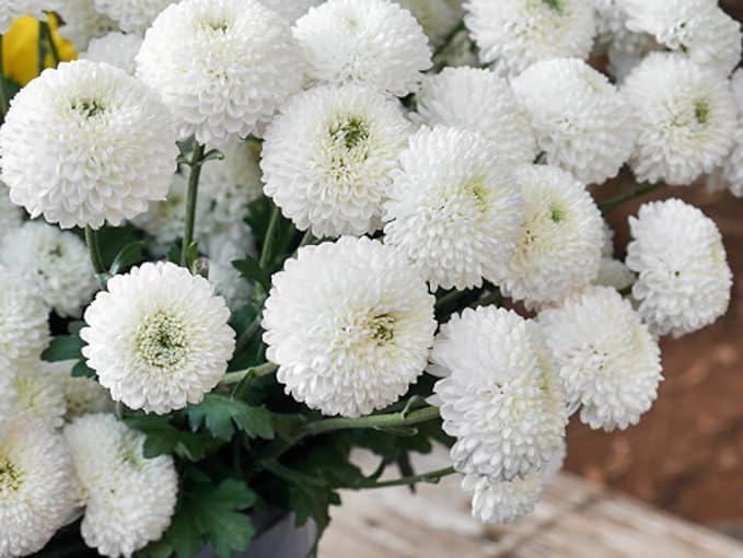SRI SAI FORESTRY - White Chrysanthemum Flower Seeds, Sevanti, White ...