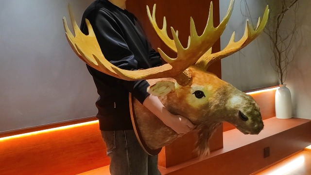 Watch Life-size Moose Head Trophy Wall Hanging on Amazon Live