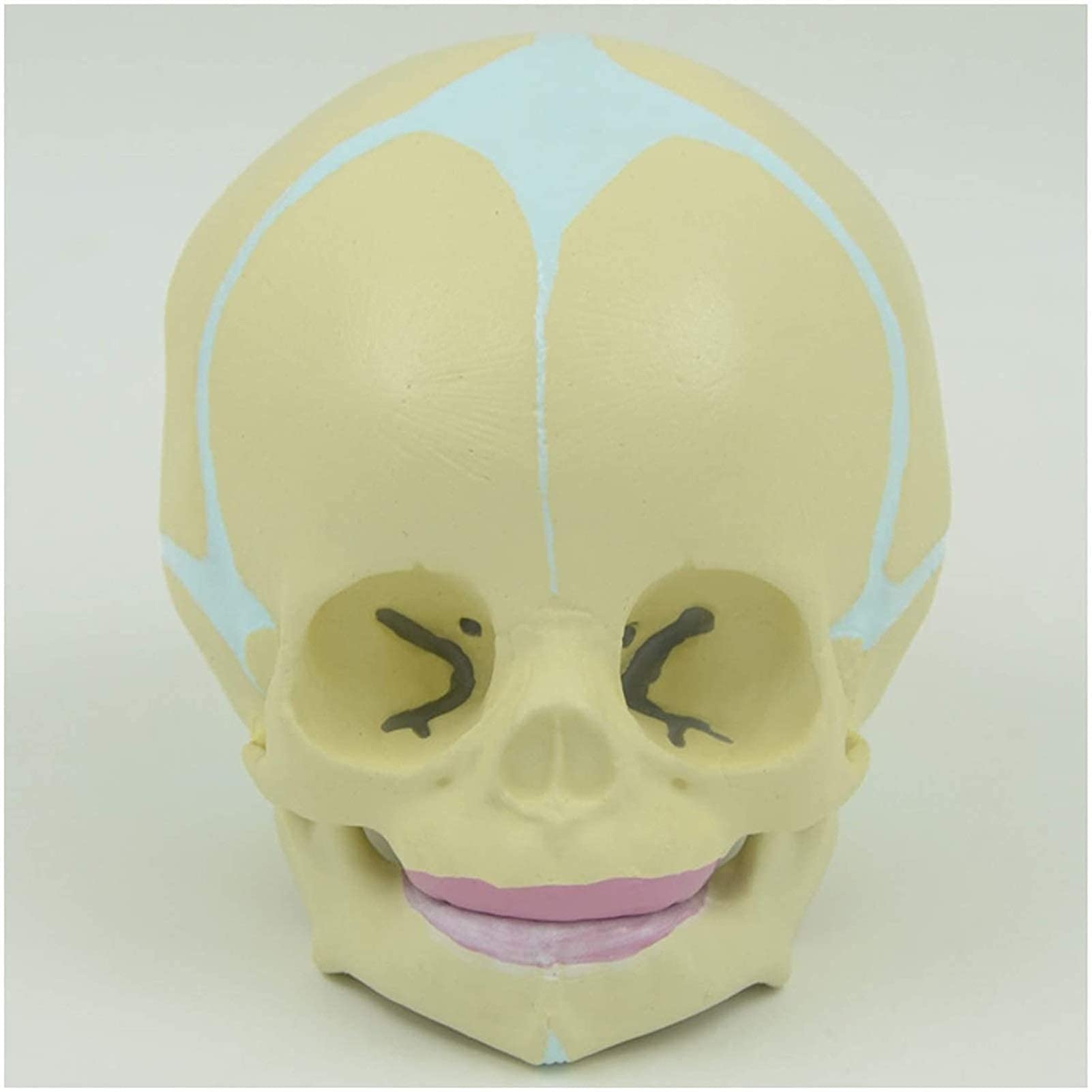 Buy Anatomy Model, Human Fetus Infant Skull Model - Life Sized Baby ...