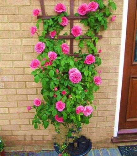 GREEN LINE Rare Rose Flower Live Plant ' Pink Climber ' Rose Flower ...