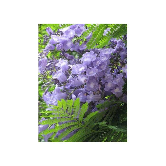 Tree Fern Prices South Africa at Norma Plouffe blog