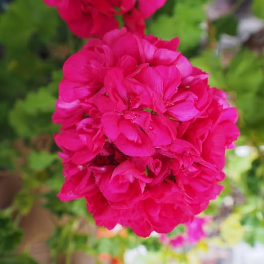 Amazon.com : Geranium Plant Pot, 3 Pink Geranium Live Plant, Geranium ...