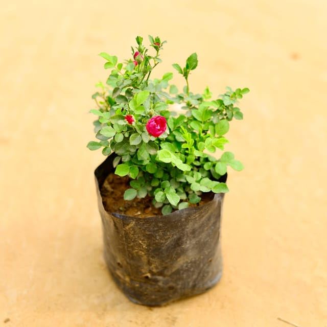 LifeShowMe Delhi Nursery Plant Rose/Gulab Button Pink in 6 inch Plant ...