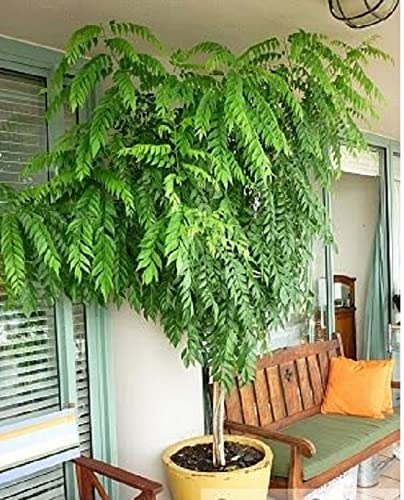 Curry Leaf or Sweet Neems or Kadi Patta Hybrid Grafted Variety Tree ...