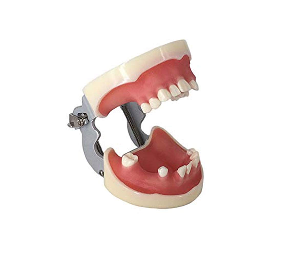 Buy ZAMAX Study Model Dental Teeth Missing Model Silicon Rubber Demo ...