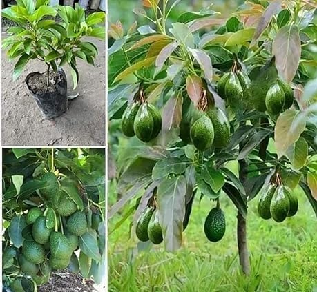 AnjaliPlants Foundation Very Rare "hass Avocado Fruit Plant (Height 1.5 ...