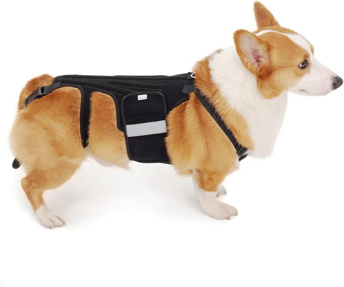Amazon.com : In hand Back Brace for Dogs, Canine Dogs Back Brace Helps ...