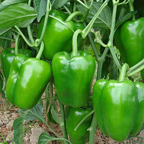 Green Shimla Mirch Capsicum Seed : Amazon.in: Garden & Outdoors