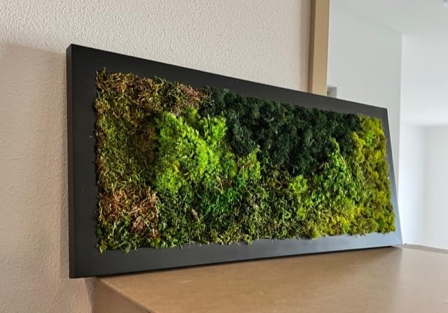 Amazon.com: Unique Moss Art - Live Preserved Moss Wall Art - Moss Wall ...