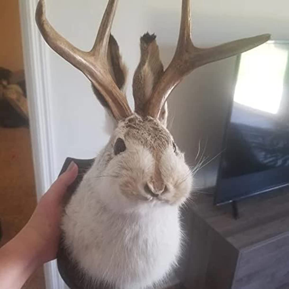 Volledig Opgezette Jackalope