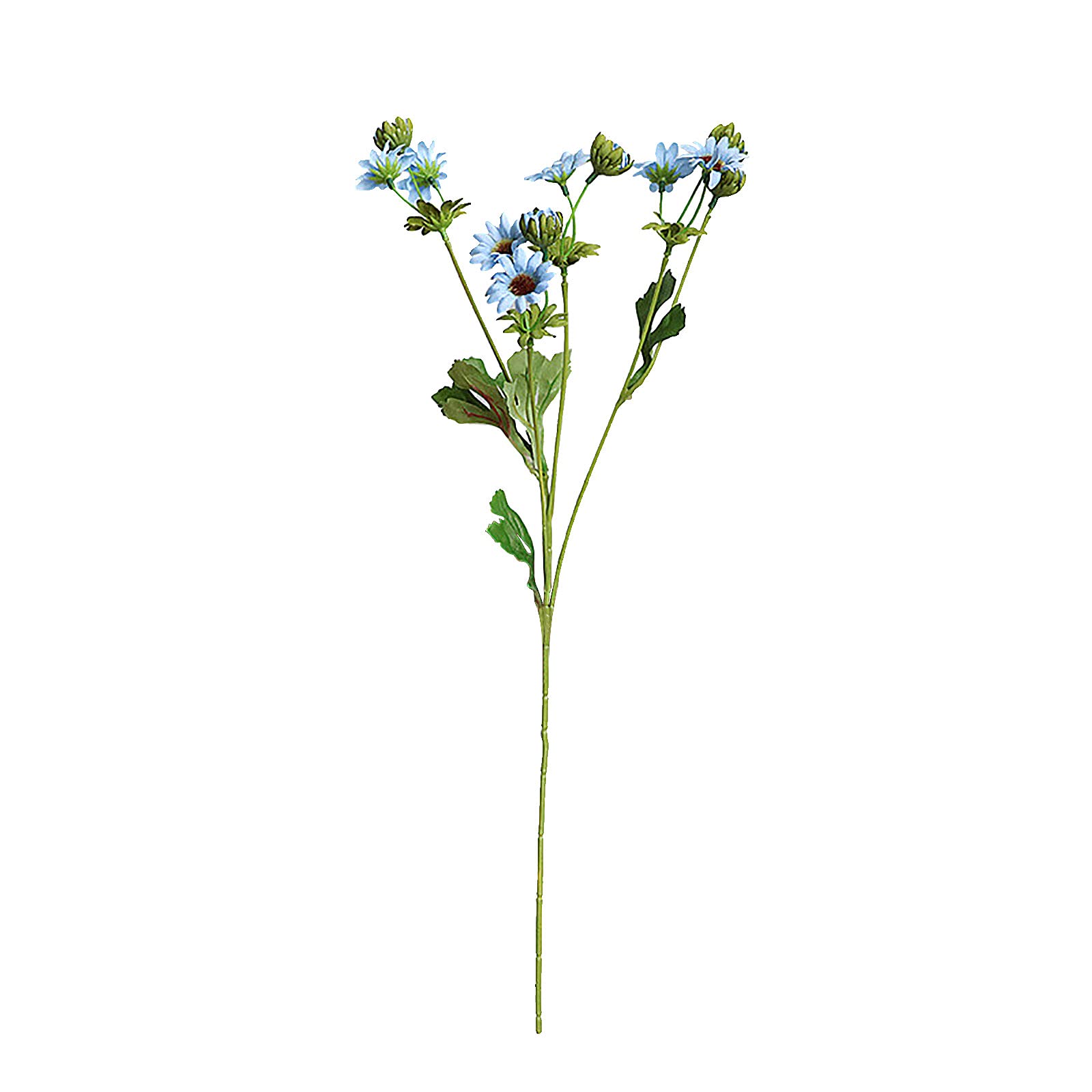 Single Blue Daisy Flower