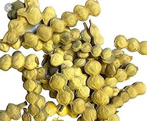 Babool Phali Babul Fali Acacia arabica fruit Kikar ki Phali Kikar ki ...