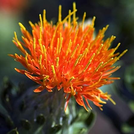 25 semi di cartamo (Carthamus tinctorius) : Amazon.it: Giardino e ...