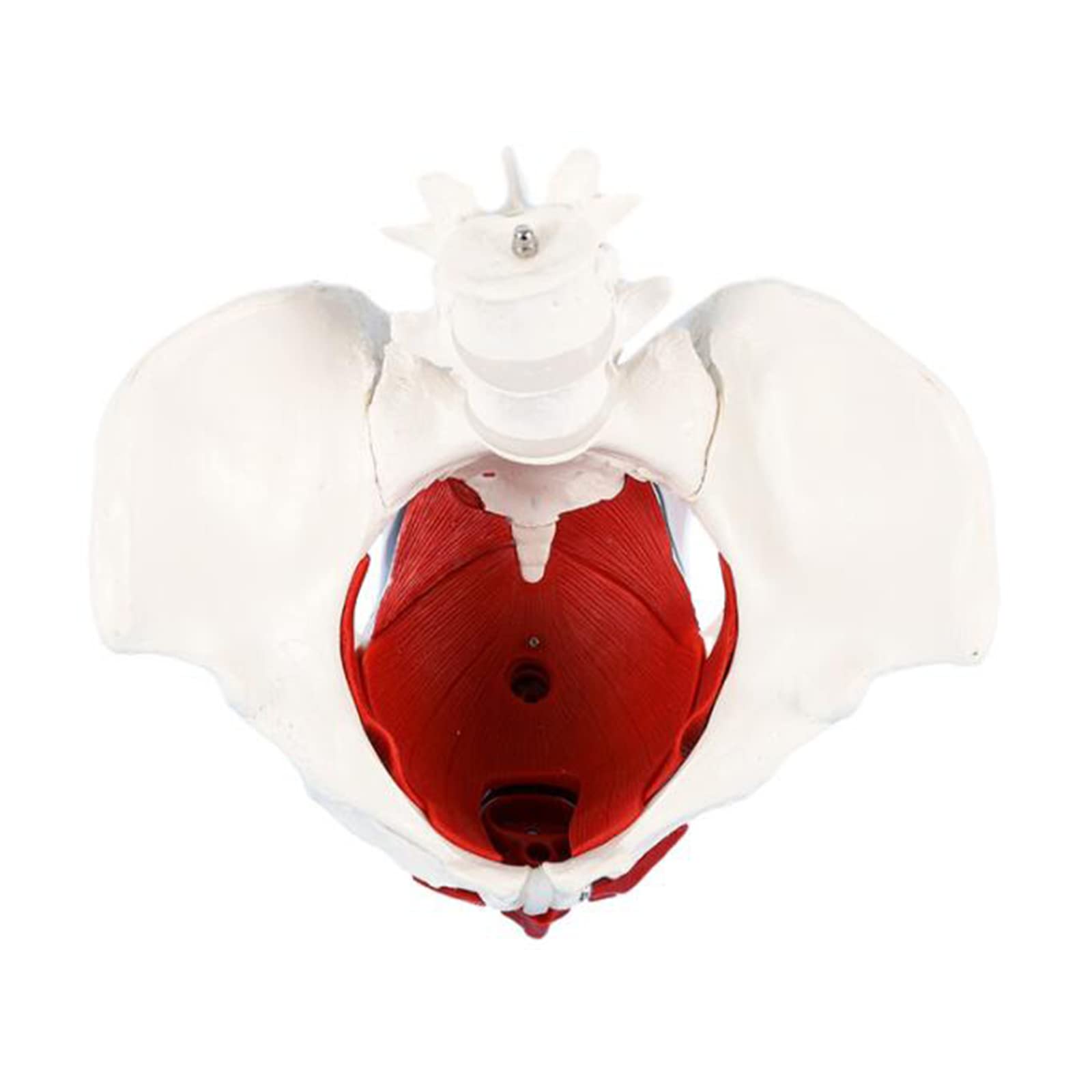 Buy KH66ZKY Female Pelvis Floor Muscle Model - Female Pelvis and ...