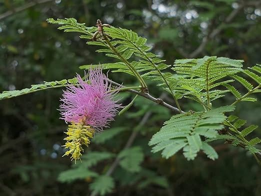Gogreen Shami Flower Prosopis Cineraria Vanni Maram Banni Mara Jammi ...