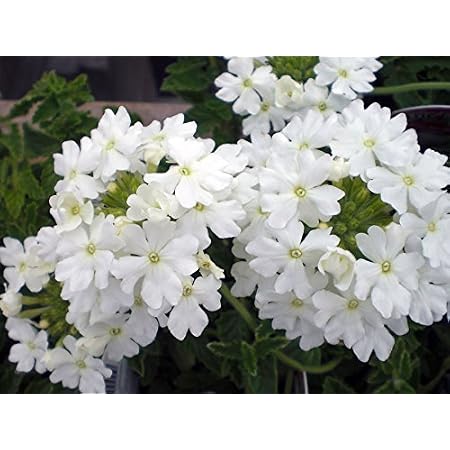 Subhadra Nursery Yellow Jasmine/Pili Chameli Flower Plant (1 Live ...
