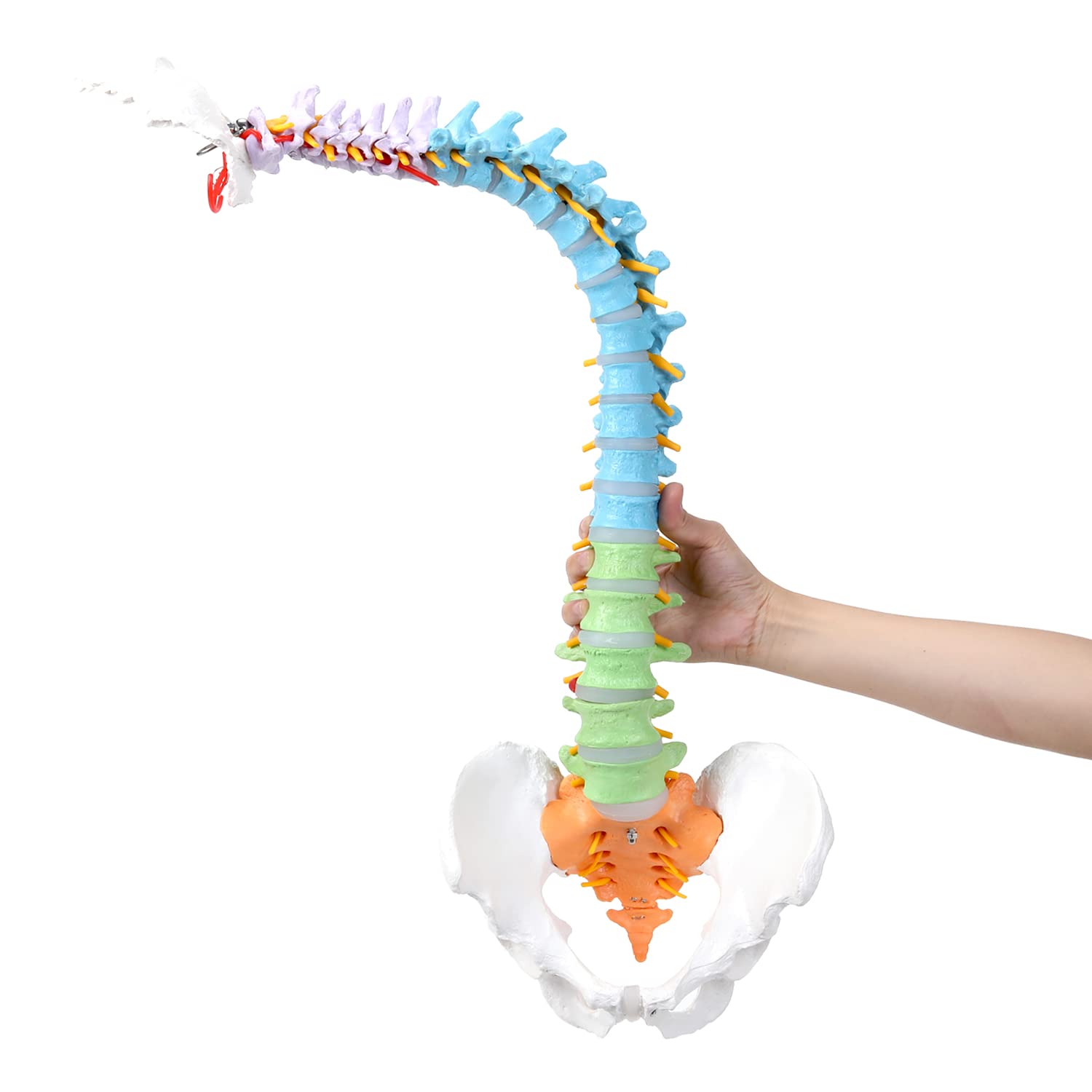 Snapklik.com : MIIRR Colorful Human Spine Model, Life Size 34 Inch ...