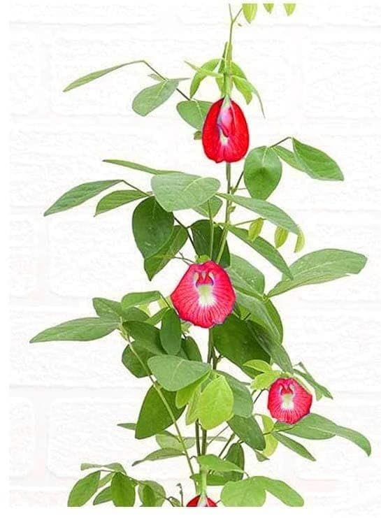 Red Colour Aparajita Flower Plant/Butterfly Pea Flower Plant,''Ready To ...