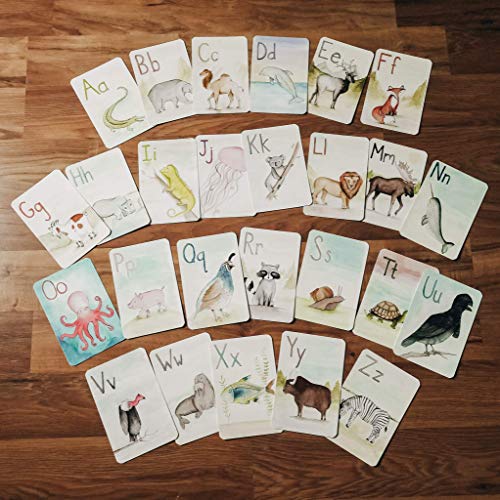 Amazon.com: A-Z Animal Alphabet Flash Cards : Office Products