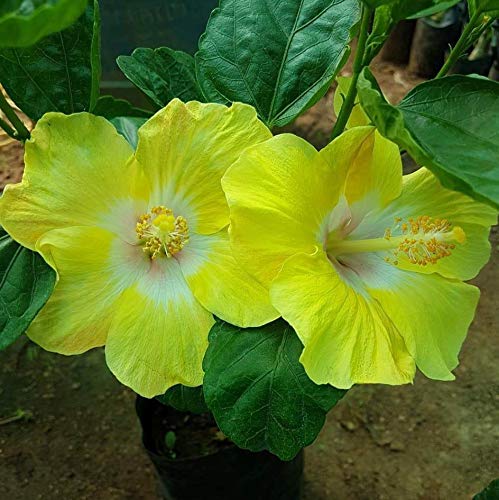 Indian Gardens Hibiscus Hybrid Dwarf Grafted Live Plant with Pot ...