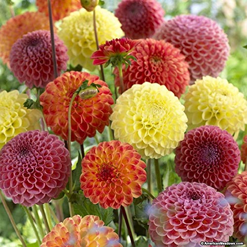 Floral Treasure Dahlia Pom Pom Flower Seeds - Scarlet Red Color for ...
