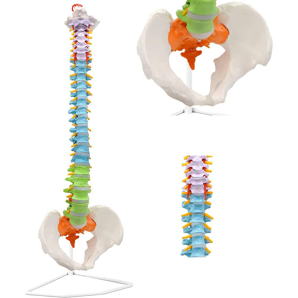 Human Body Model Life-Size Human Spine Model - 34" Flexible Spinal ...