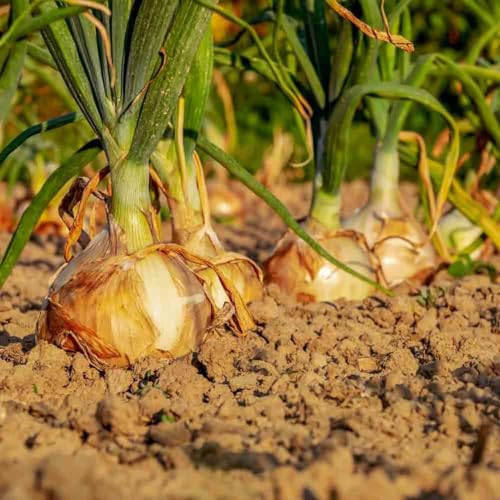 Best Sweet Spanish Onion Plants for a Flavorful Home Garden – Complete ...