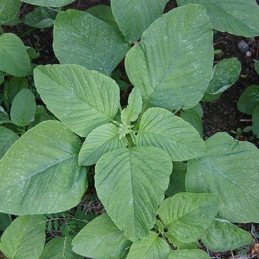 Amazon.com : 2500+ Green Callaloo Seeds Amaranth Spinach Seeds for ...