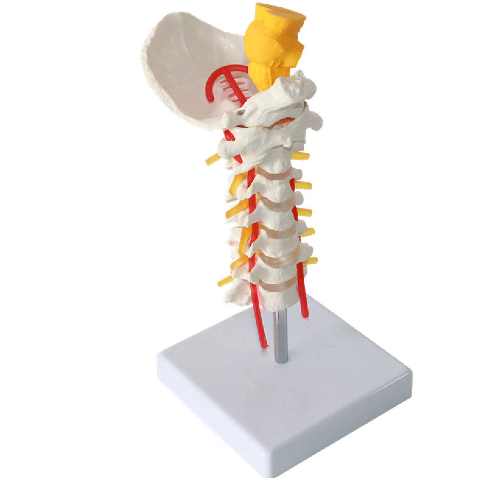 Buy Cervical Spine Model, Cervical Spine with Carotid Artery Attached ...