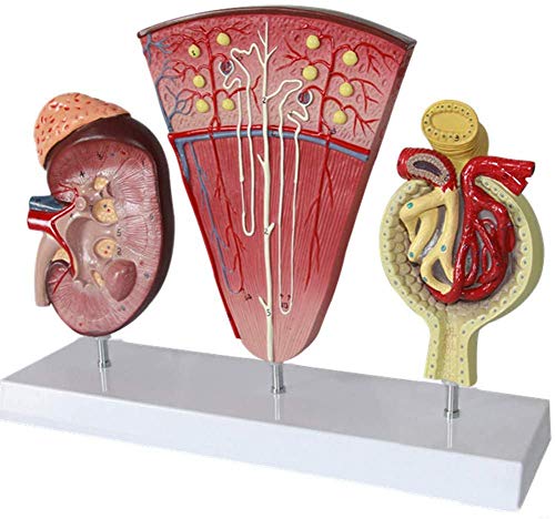 Buy Model Medical Model Anatomy Of The Kidney Anatomy Human Organs ...