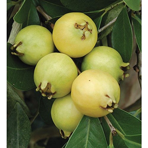 Lemon Guava - How to grow & care