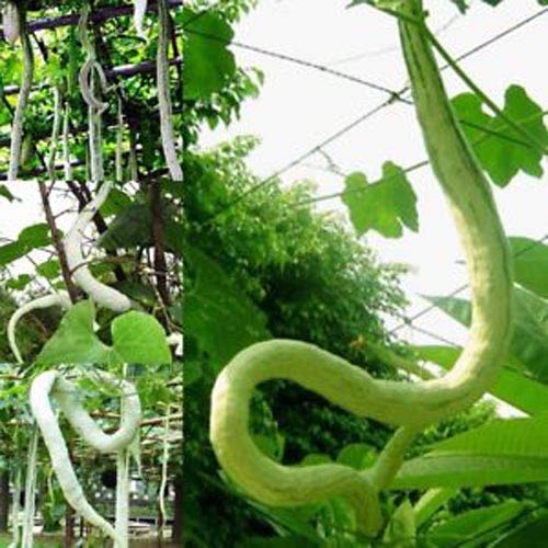 S Garden High Yield Hybrid Rare ' Long Snake Gourd ' Trichosanthes ...