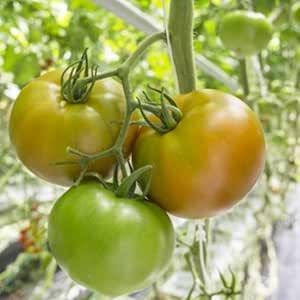 Amazon.co.jp: ITANSE Tomato Seedlings, Monte Self-Rooting Seedlings, No. 3 - 3.5 [Vegetable ...