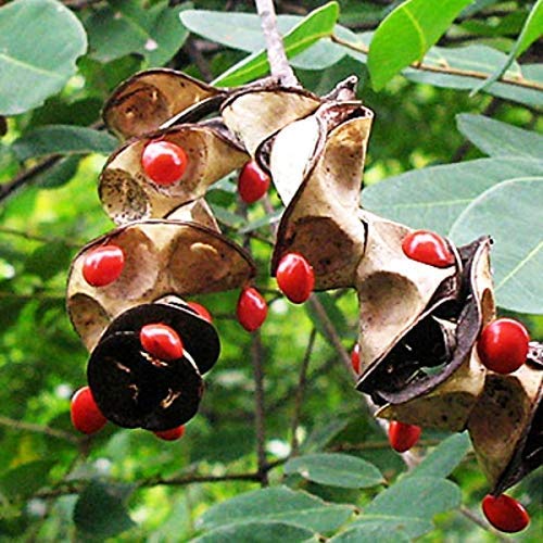 Golden Hills Farm AVG 50-100 seeds Adenanthera Pavonina, Red Lucky ...