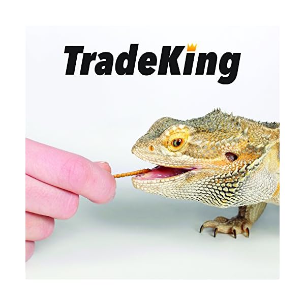 TradeKing 1 lb Dried Mealworms - High Protein Treat for Wild Birds ...