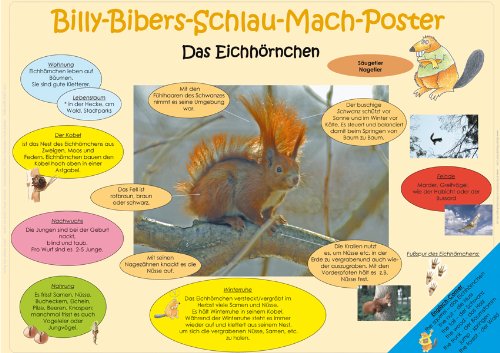 Billy-Bibers-Schlau-Mach-Poster - Das Eichhörnchen : Brühl, Katrin von ...