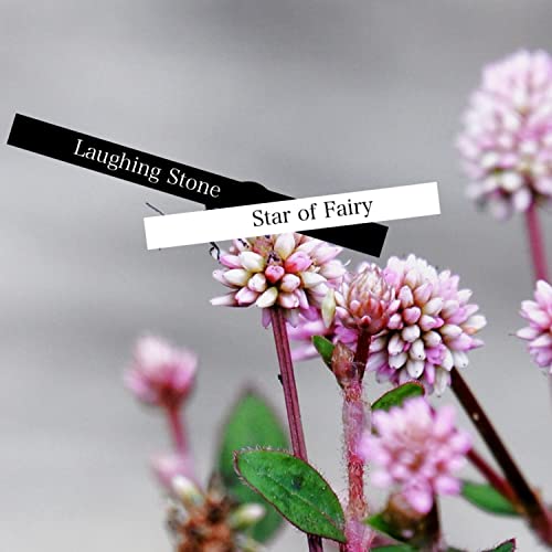 Laughing Stone by Star of Fairy on Prime Music