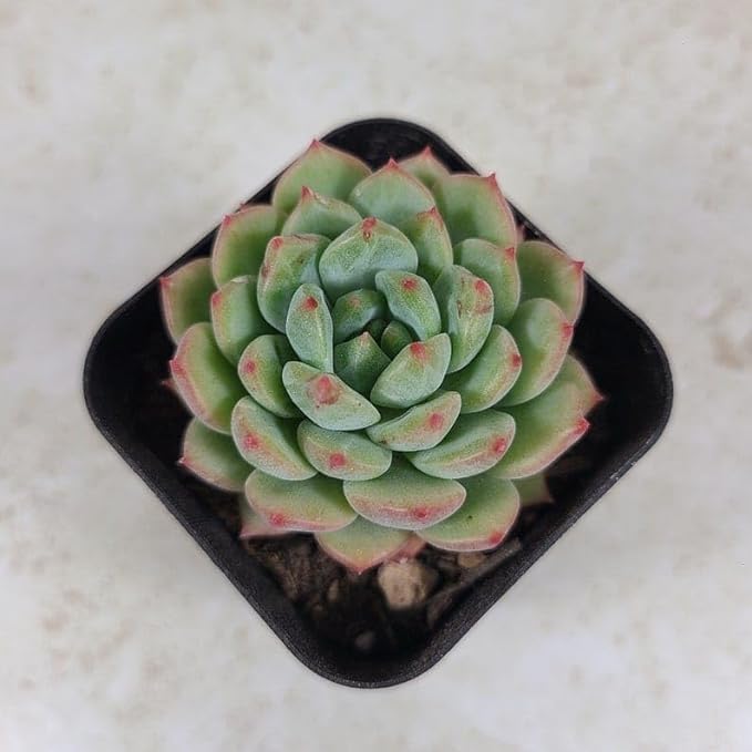 Original Laxmi Kamal Vastu Plant | Sempervivum Live Succulent Plant ...