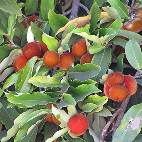 GREEN LINE Velvet Apple Rare Velvet Persimmon Live Plant Healthy Plant ...