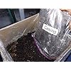 Amazon.com : White Button Mushroom Growing Kit ~ Makes it Easy to Grow ...