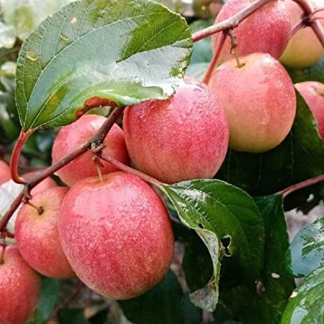 GreenCaart Miss India Apple Ber Variety Fruit Grafted Live Plants &Tree ...