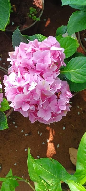 New Rare Dwarf Hydrangea macrophylla Strawberry Pink Hydrangea 1 ...