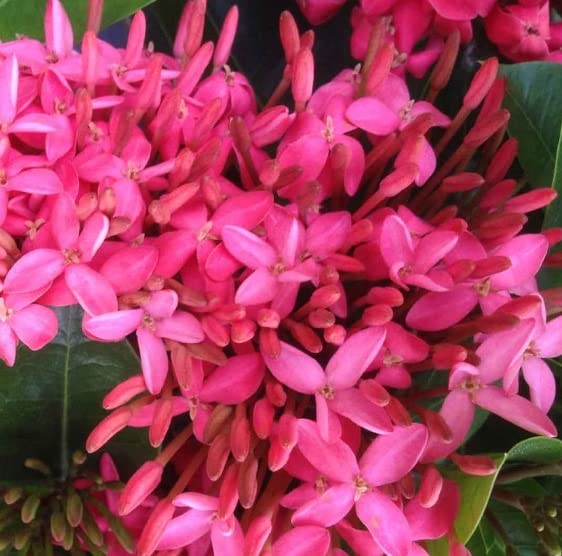 Green view "Rangoon Creeper Pink rangan/golapi rangan/ Pink lxora ...