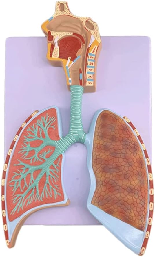 Amazon.com: LIOONS Human Anatomy Model Human Anatomy Model Human ...