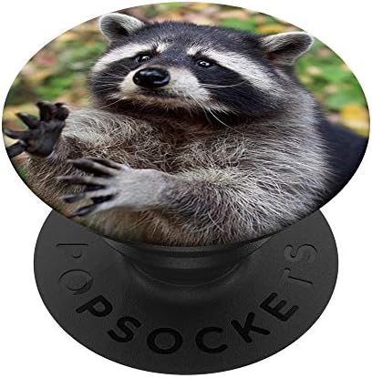 Amazon.com: Begging Raccoon Cute Pet Forest Coon Animal PopSockets ...