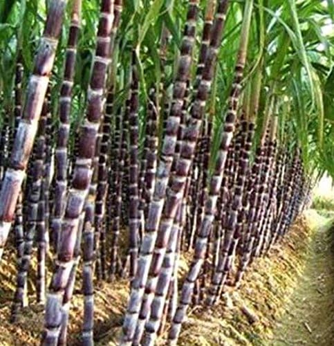 ARIYA black sugercane live plant,SUGARCANE SEEDLING,Cerukugaḍa,Karumpu ...