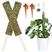 Amazon.com : Self Watering Moss Poles - Natural Green Forest Mesh Moss ...