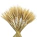 Amazon.com: JOJAZE 100 Stems Dried Wheat Stalks for Decor Artificial ...